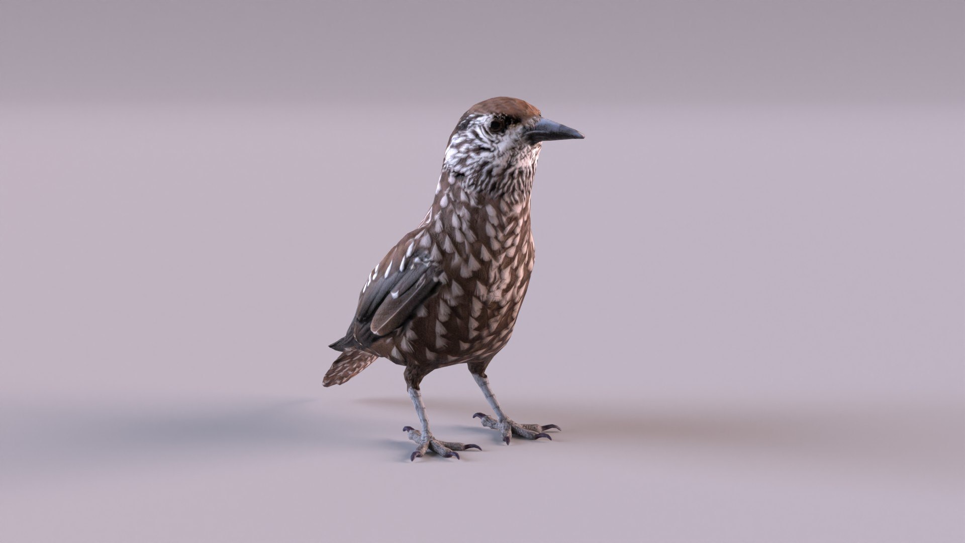 3D Eurasian Nutcracker Bird Model - TurboSquid 1545221