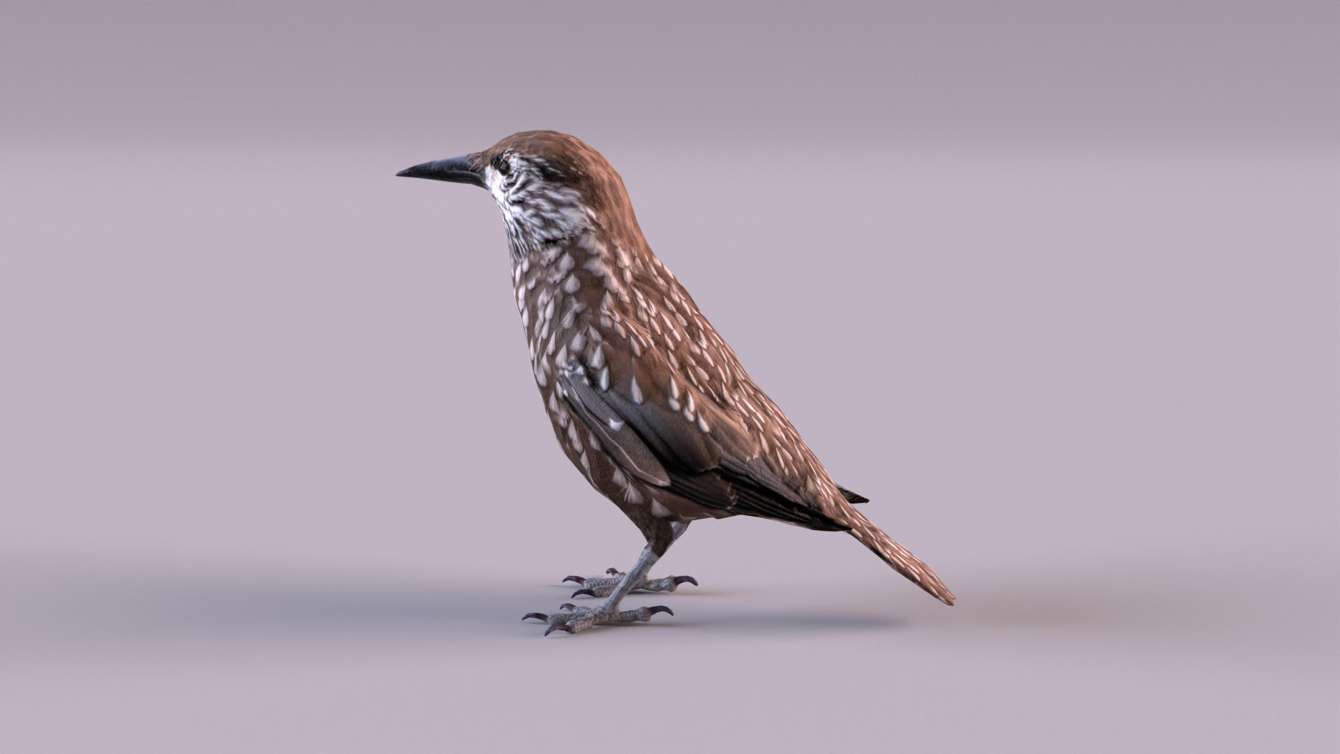 3D Eurasian Nutcracker Bird Model - TurboSquid 1545221