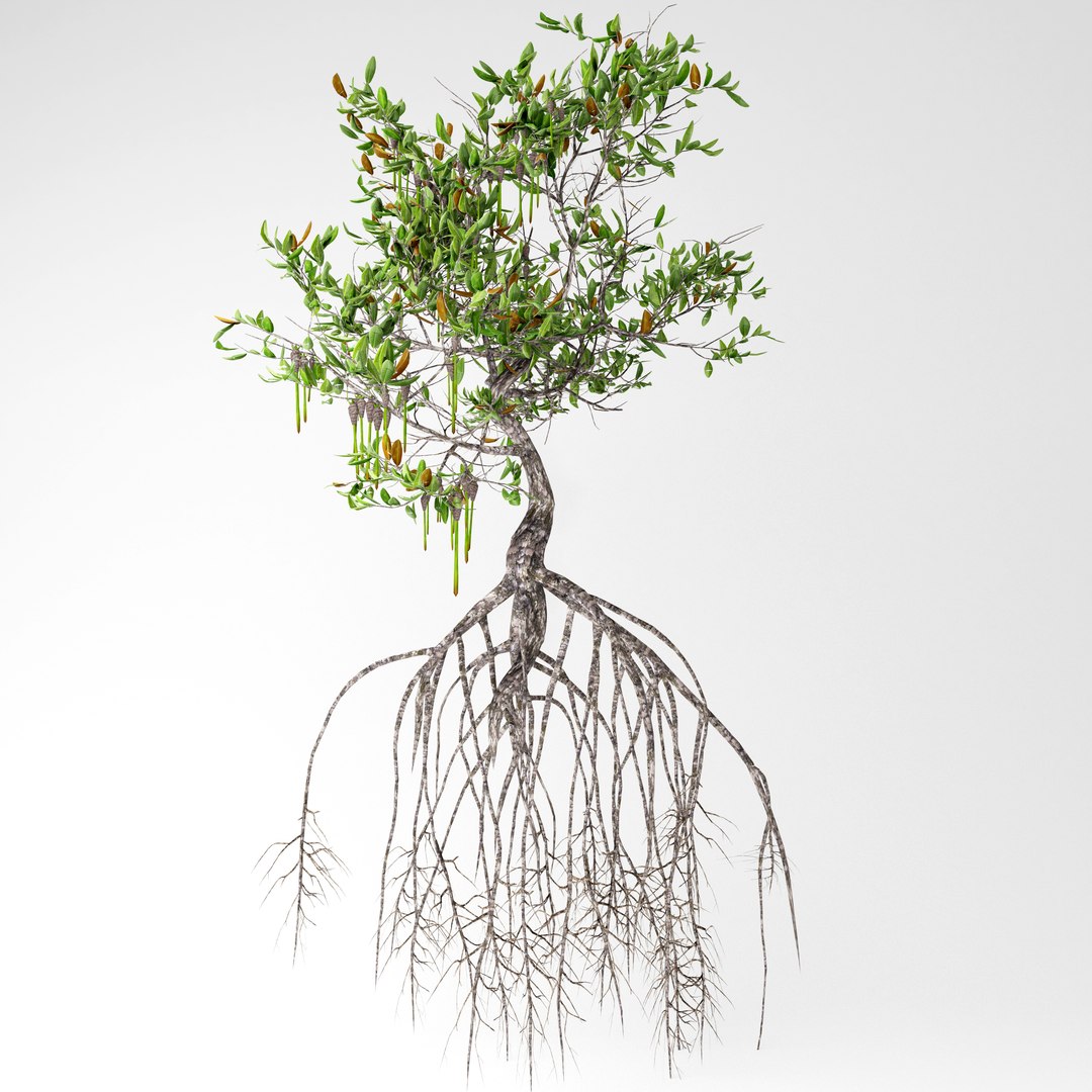 Mangrove Tree 3D Model - TurboSquid 1517858