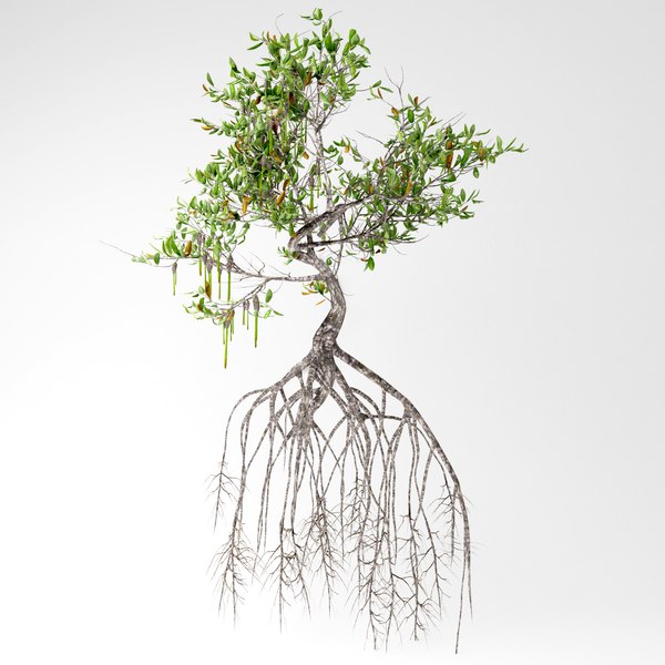 3D Mangrove Models | TurboSquid