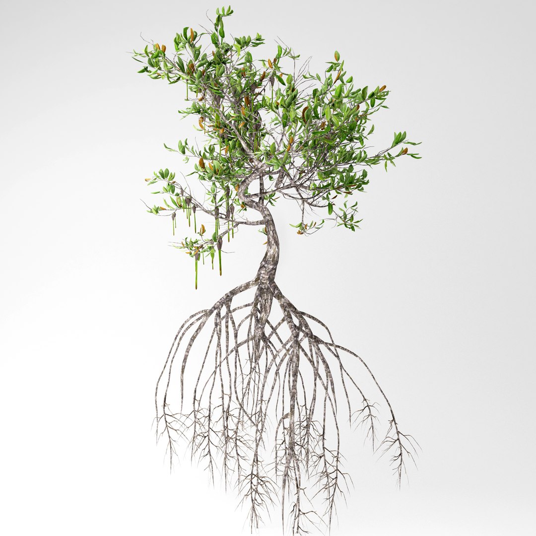 Mangrove Tree 3D Model - TurboSquid 1517858