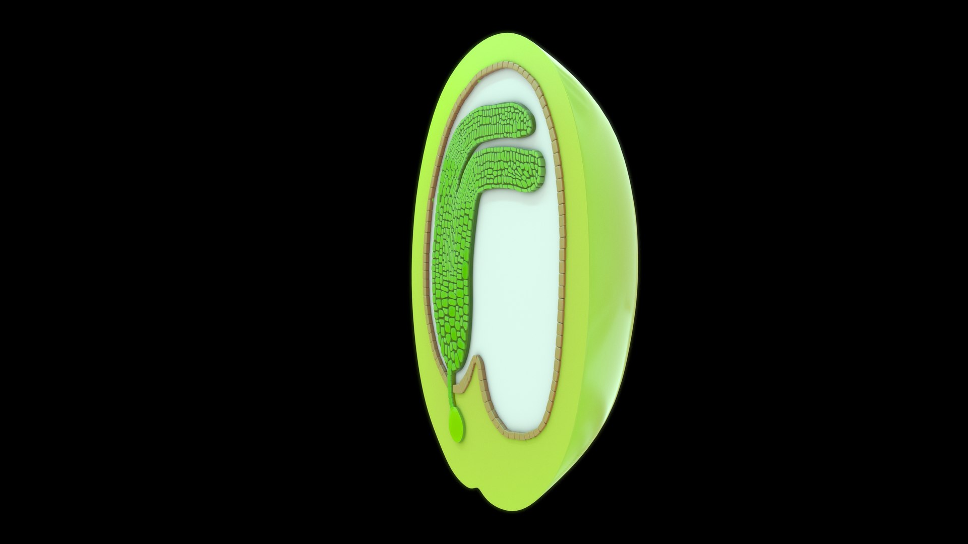 Developing Seed 3D Model - TurboSquid 2206037