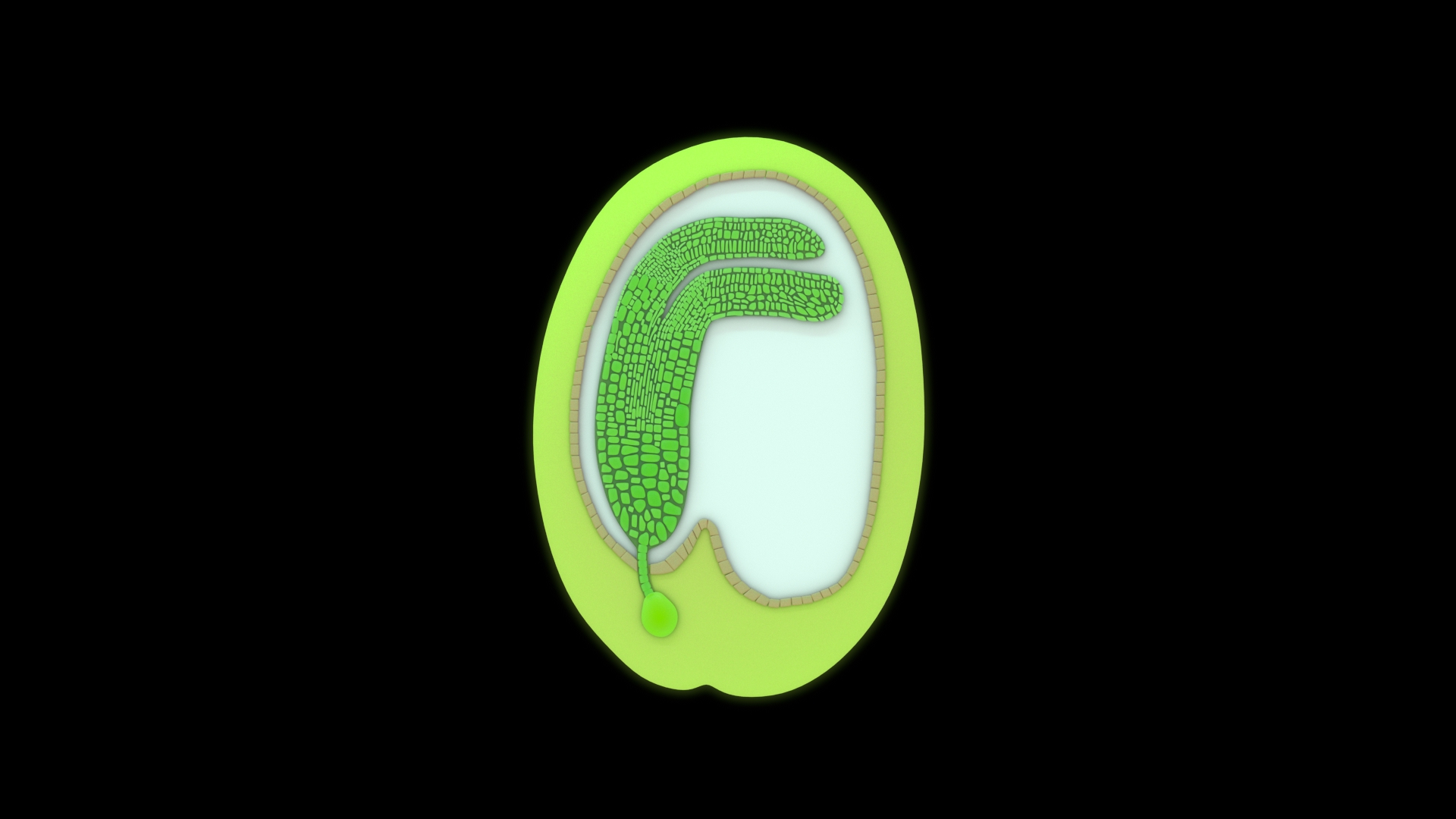 Developing Seed 3D Model - TurboSquid 2206037