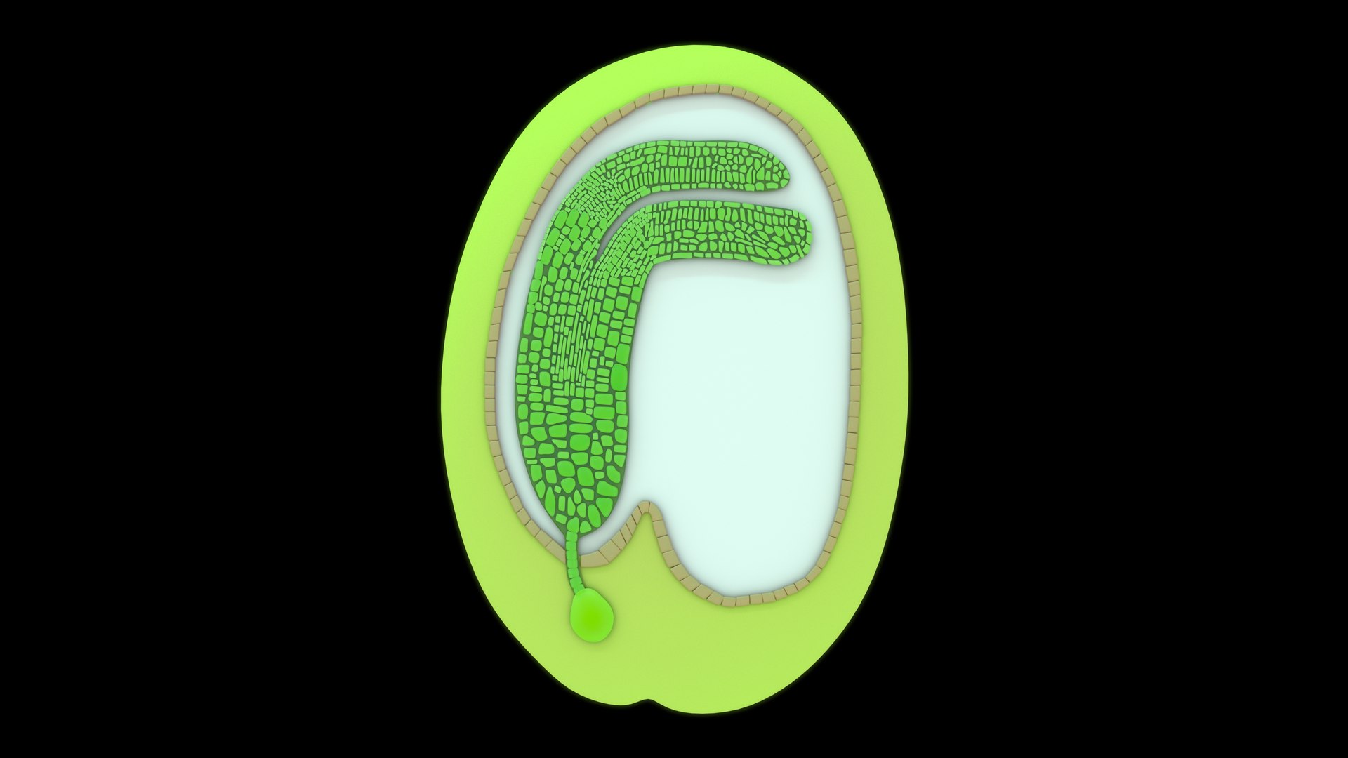 Developing Seed 3D Model - TurboSquid 2206037