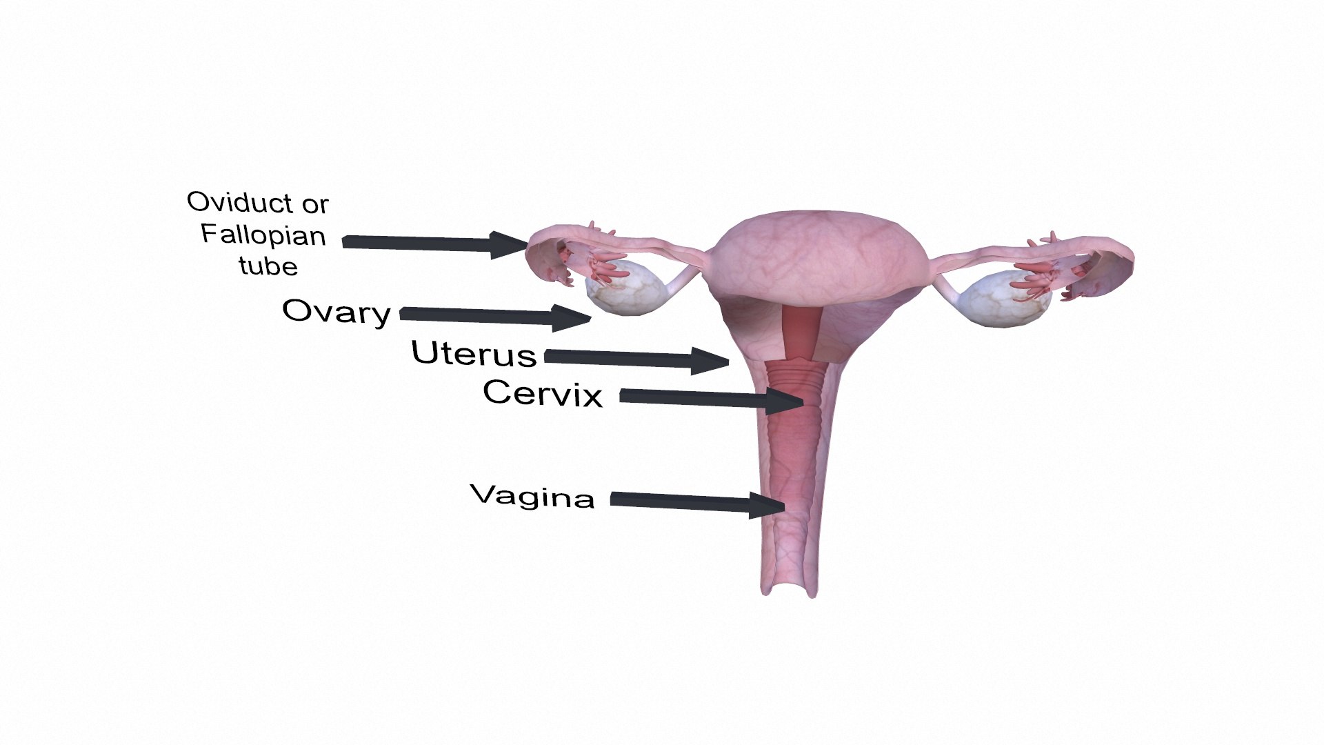 3D Female Reproductive System Section Model - TurboSquid 2355204