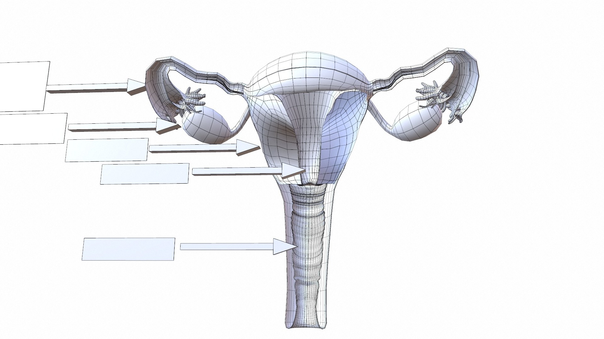 3D Female Reproductive System Section Model - TurboSquid 2355204