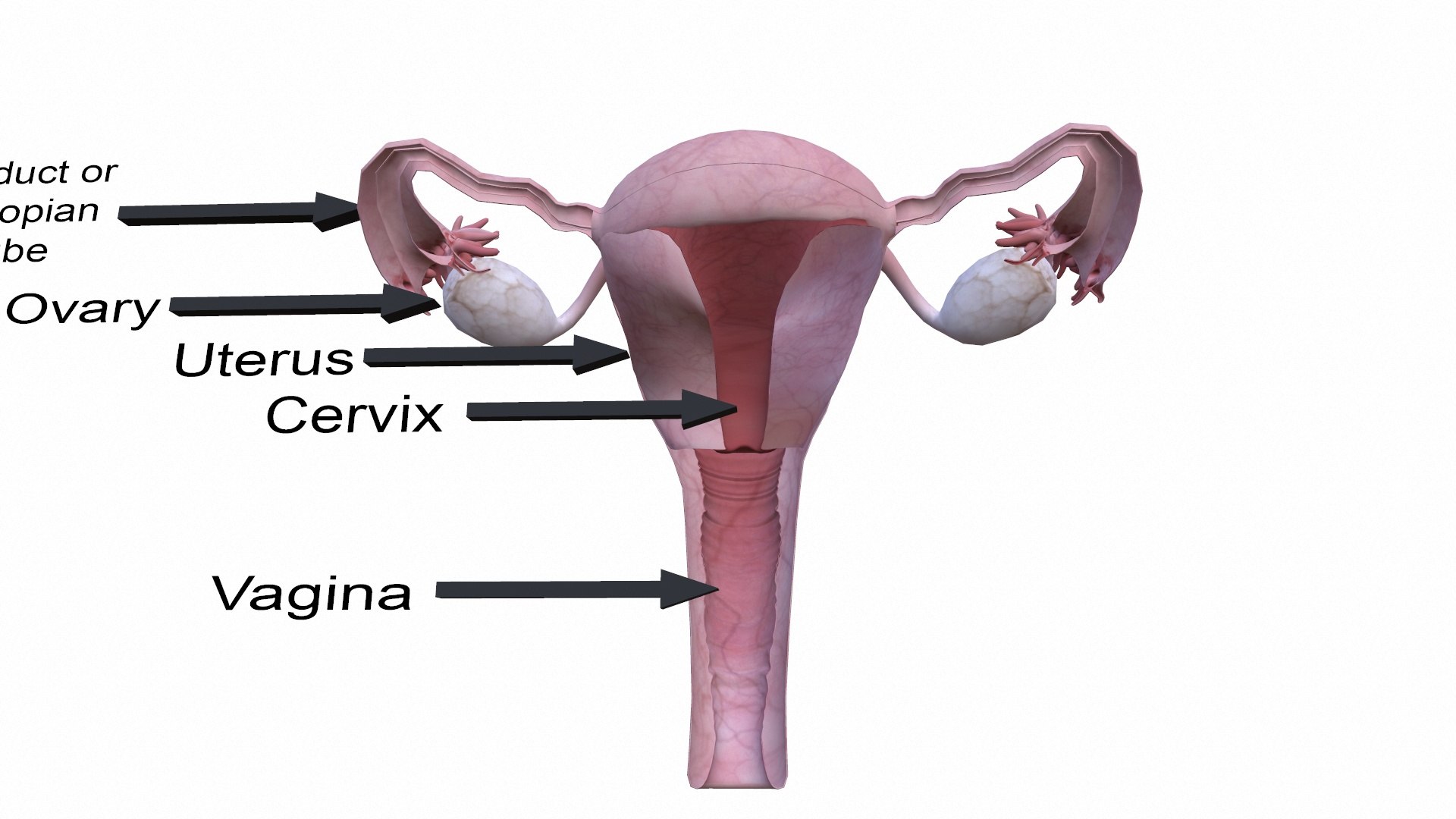 3D Female Reproductive System Section Model - TurboSquid 2355204