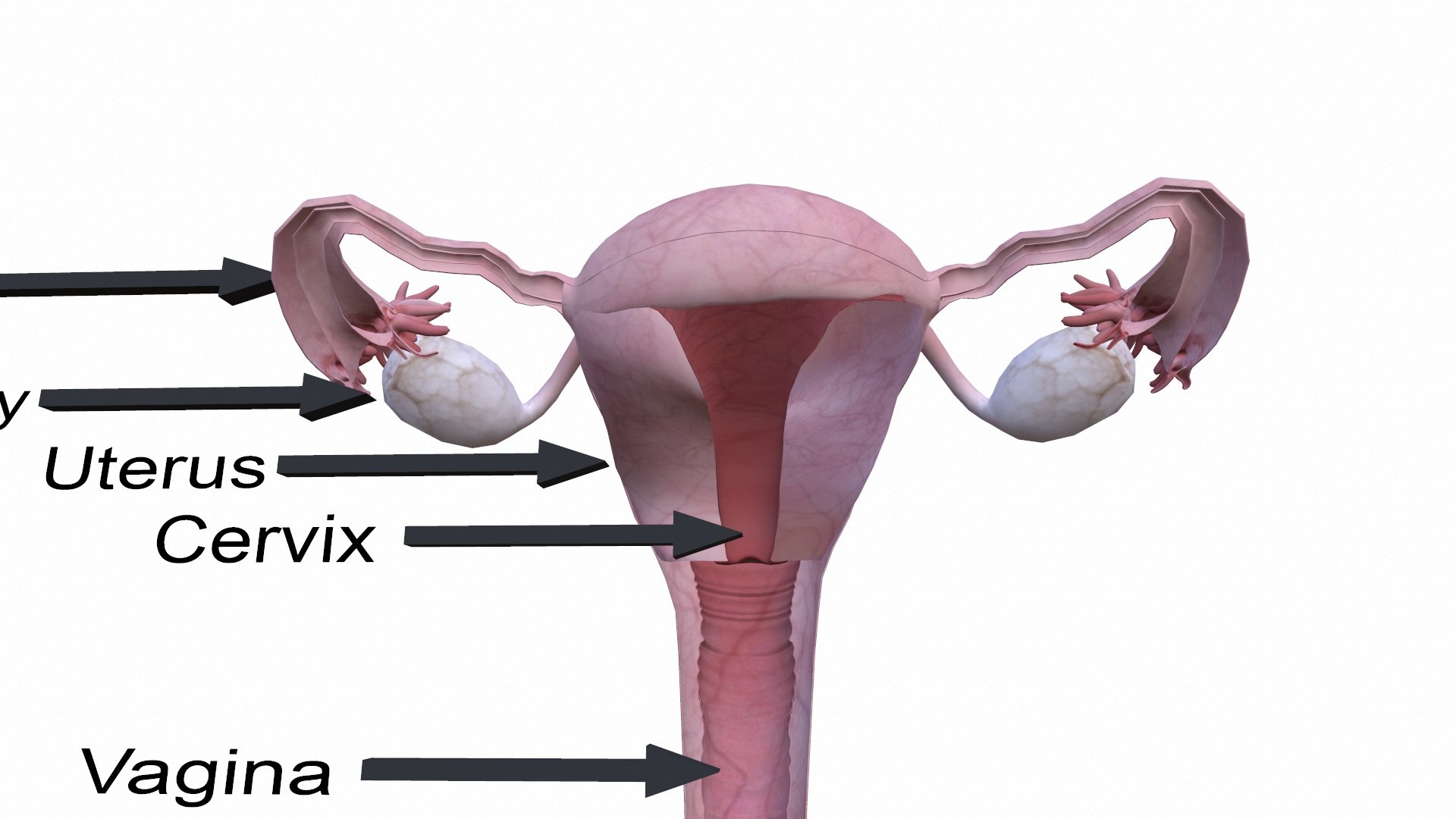 3D Female Reproductive System Section Model - TurboSquid 2355204