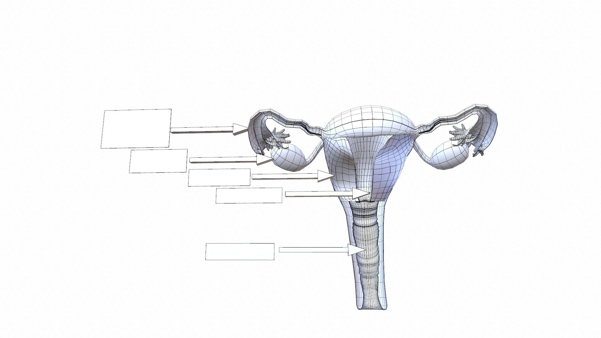 3D Female Reproductive System Section Model - TurboSquid 2355204
