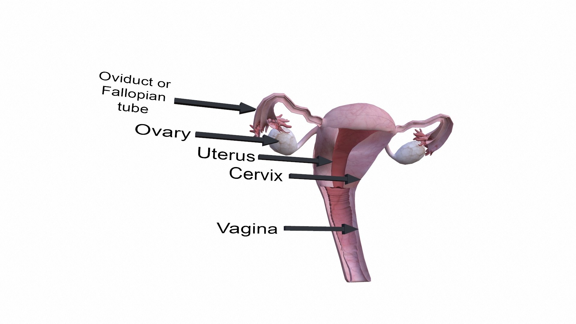 3D Female Reproductive System Section Model - TurboSquid 2355204