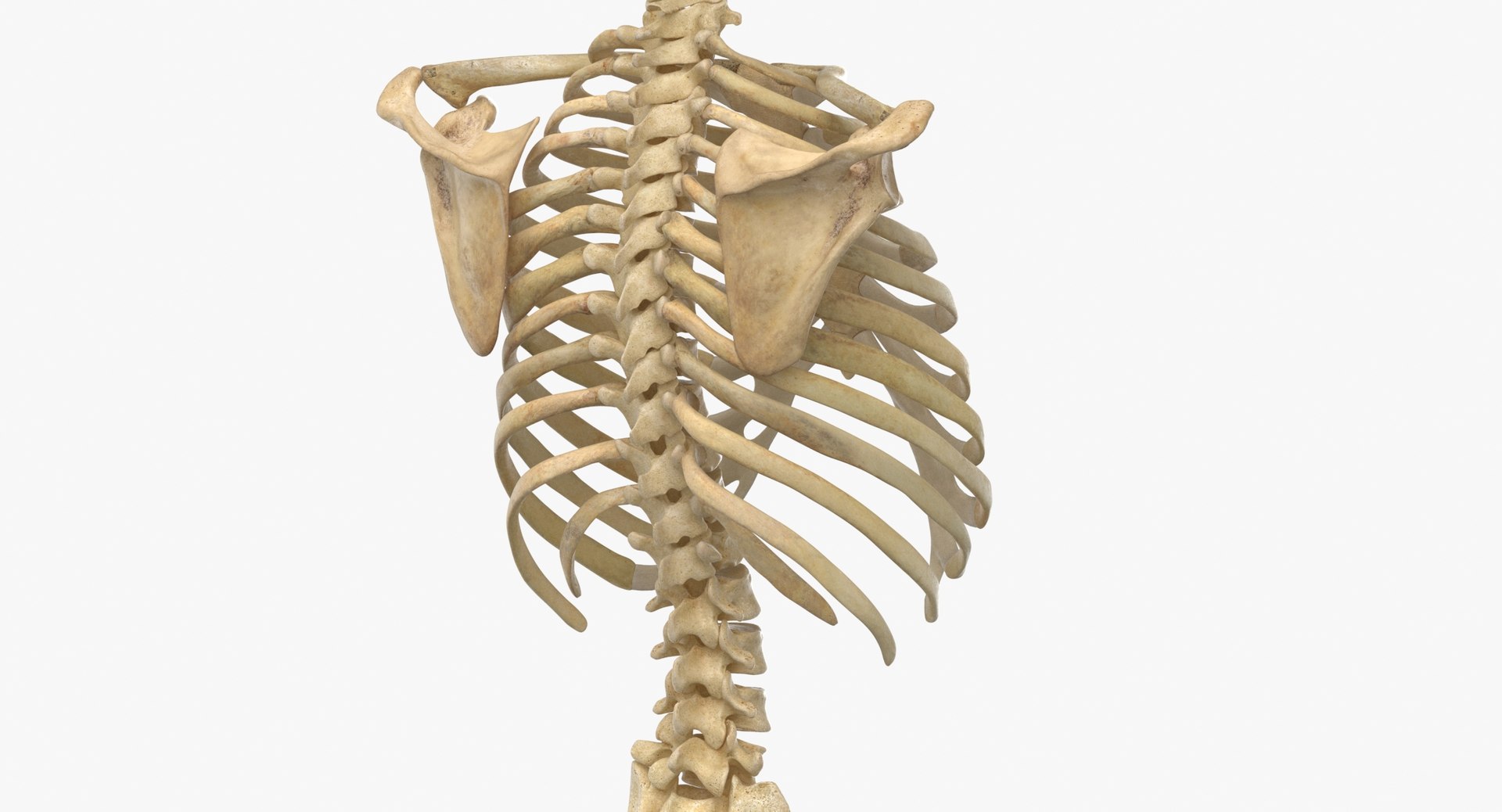 3D Real Human Rib Cage Model - TurboSquid 1644841