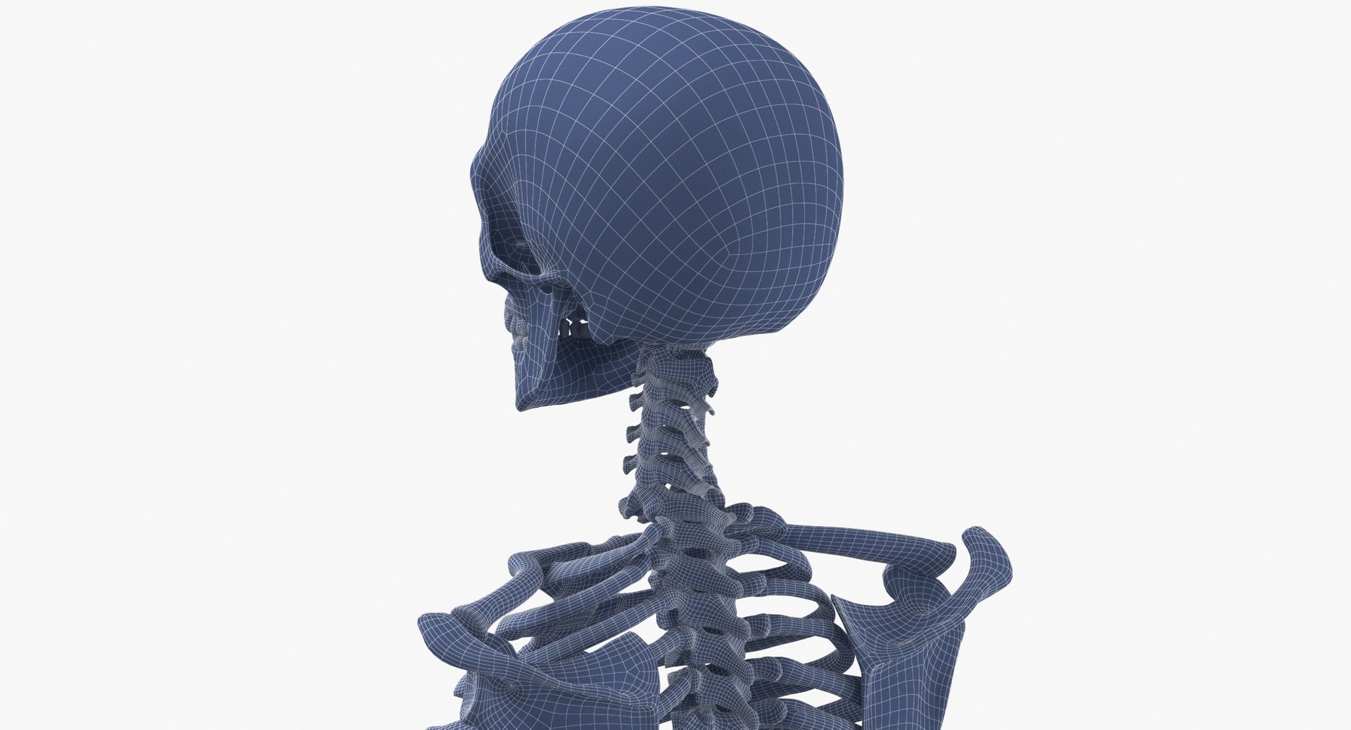 3D Real Human Rib Cage Model - TurboSquid 1644841