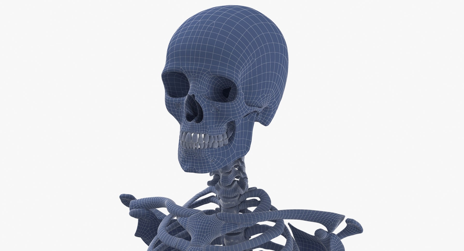 3D Real Human Rib Cage Model - TurboSquid 1644841