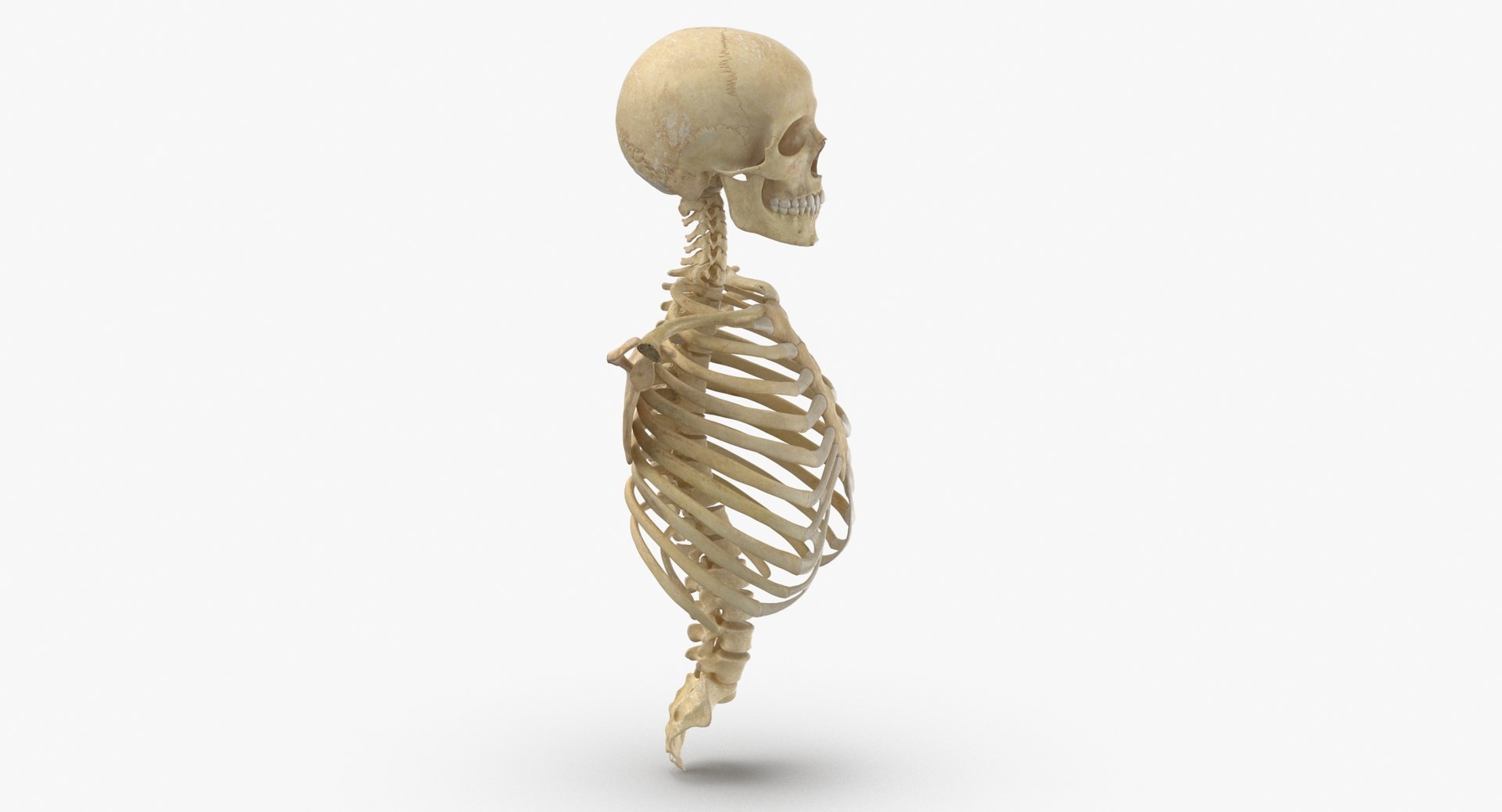 3D real human rib cage model - TurboSquid 1644841