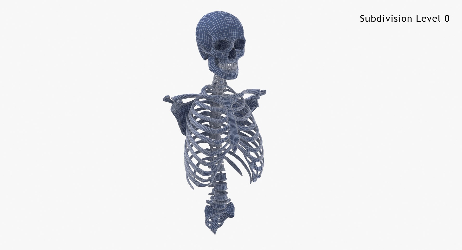 3D Real Human Rib Cage Model - TurboSquid 1644841