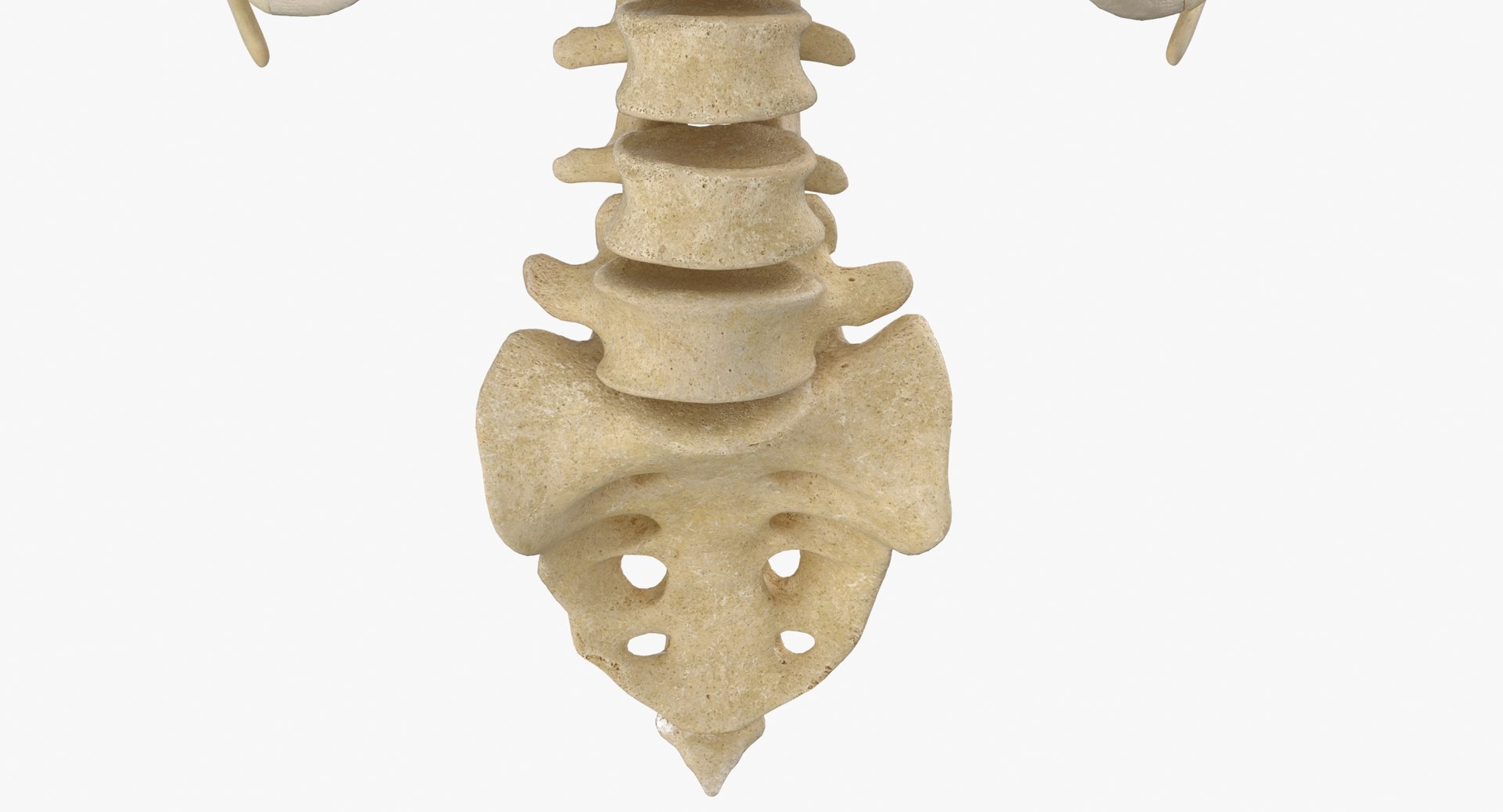 3D Real Human Rib Cage Model - TurboSquid 1644841