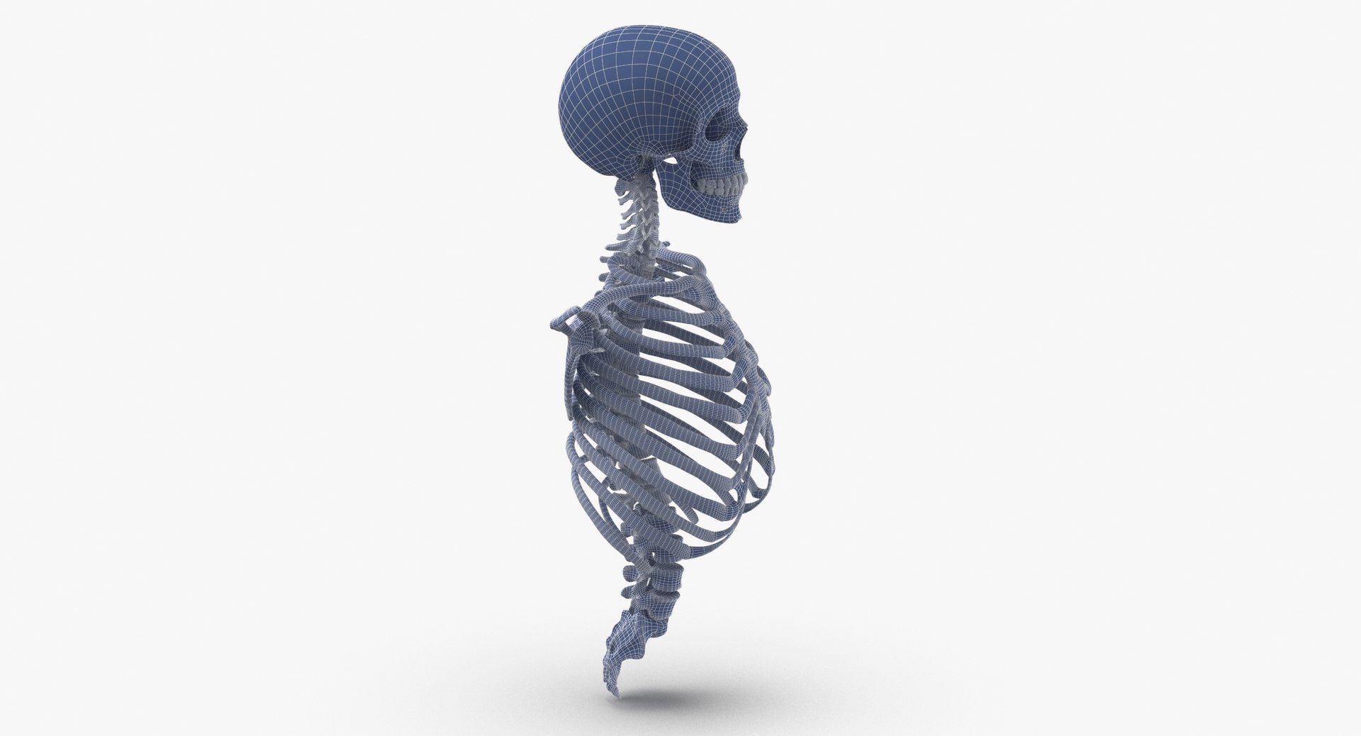 3D Real Human Rib Cage Model - TurboSquid 1644841
