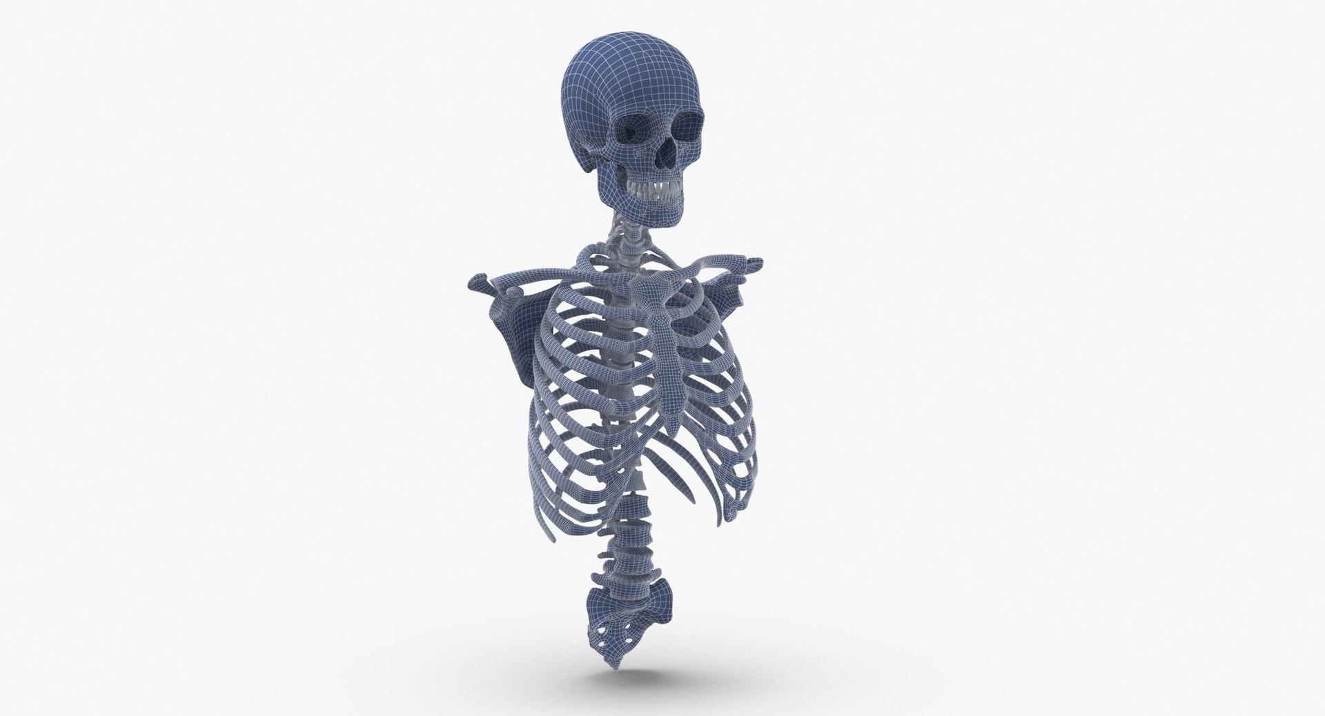 3D Real Human Rib Cage Model - TurboSquid 1644841