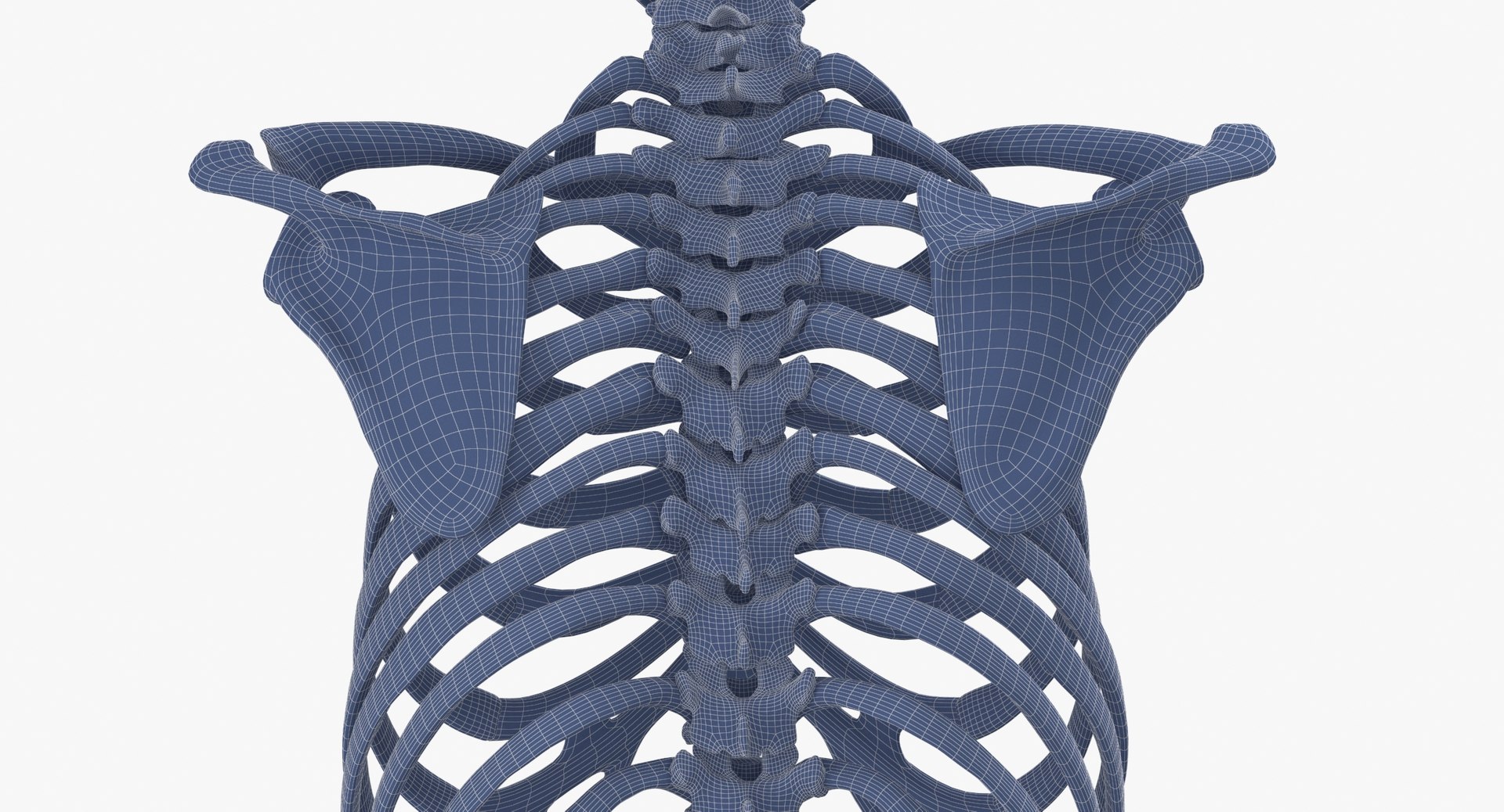3D Real Human Rib Cage Model - TurboSquid 1644841