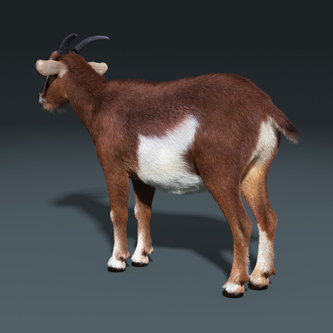 Goat Fur 3d Model