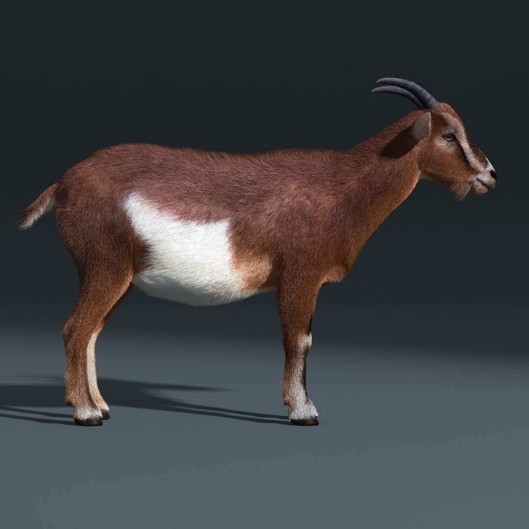 Goat Fur 3d Model