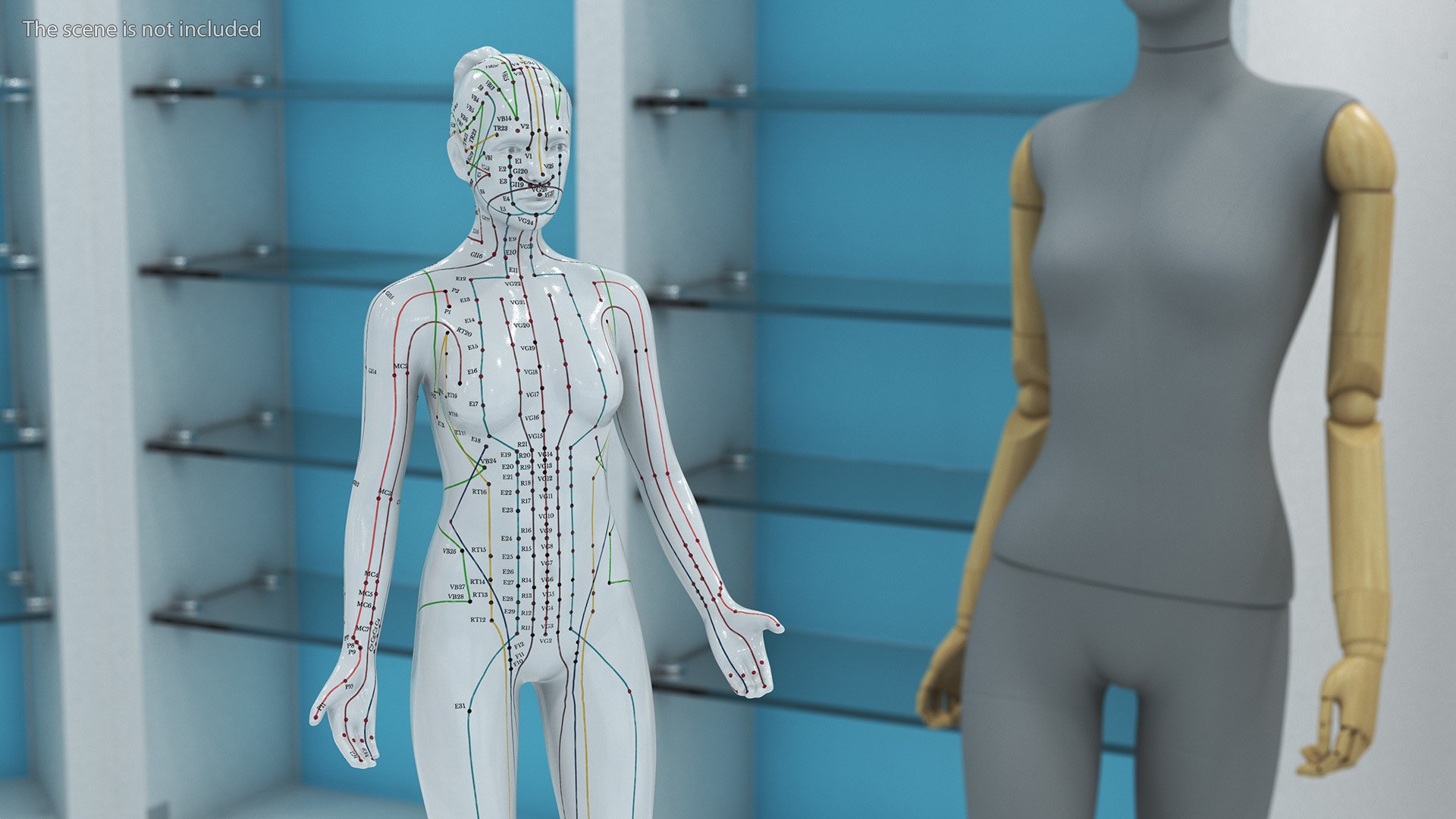 Acupuncture Mannequins Collection 3D Model - TurboSquid 2298931