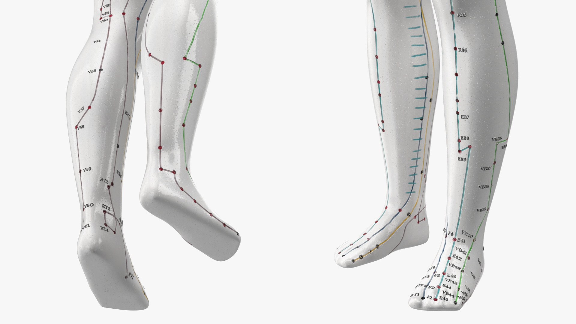 Acupuncture Mannequins Collection 3D Model - TurboSquid 2298931