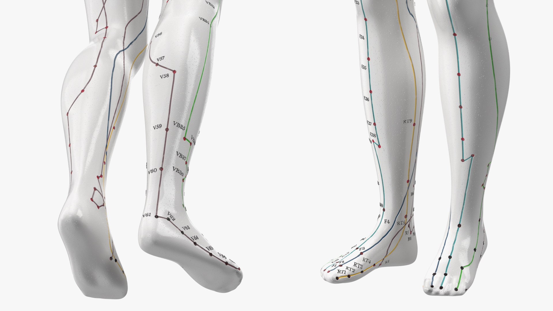 Acupuncture Mannequins Collection 3D Model - TurboSquid 2298931