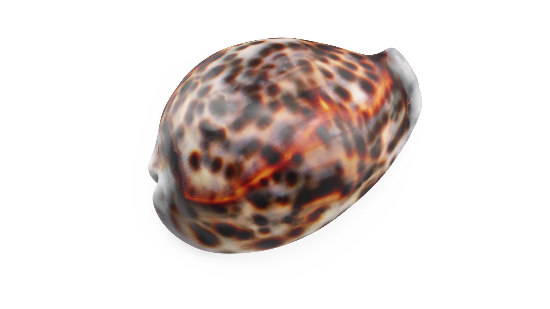 Tiger Cowrie Shell 3D - TurboSquid 1997956