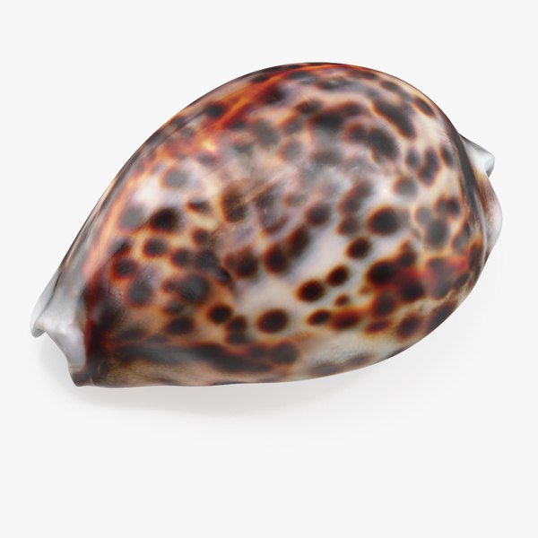 modelo 3d Concha de cauri tigre - TurboSquid 1997956