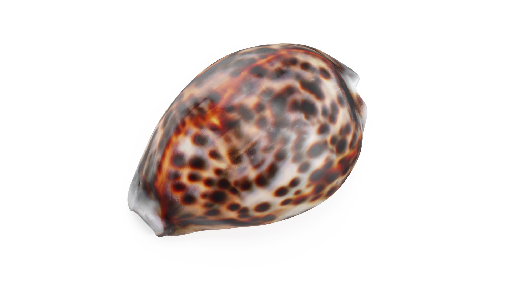 Tiger Cowrie Shell 3D - TurboSquid 1997956