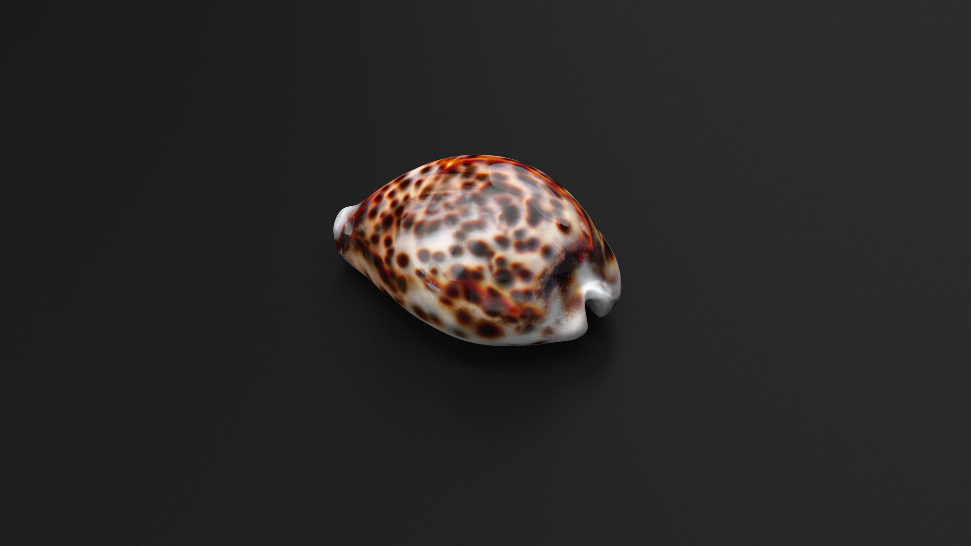 Tiger Cowrie Shell 3D - TurboSquid 1997956