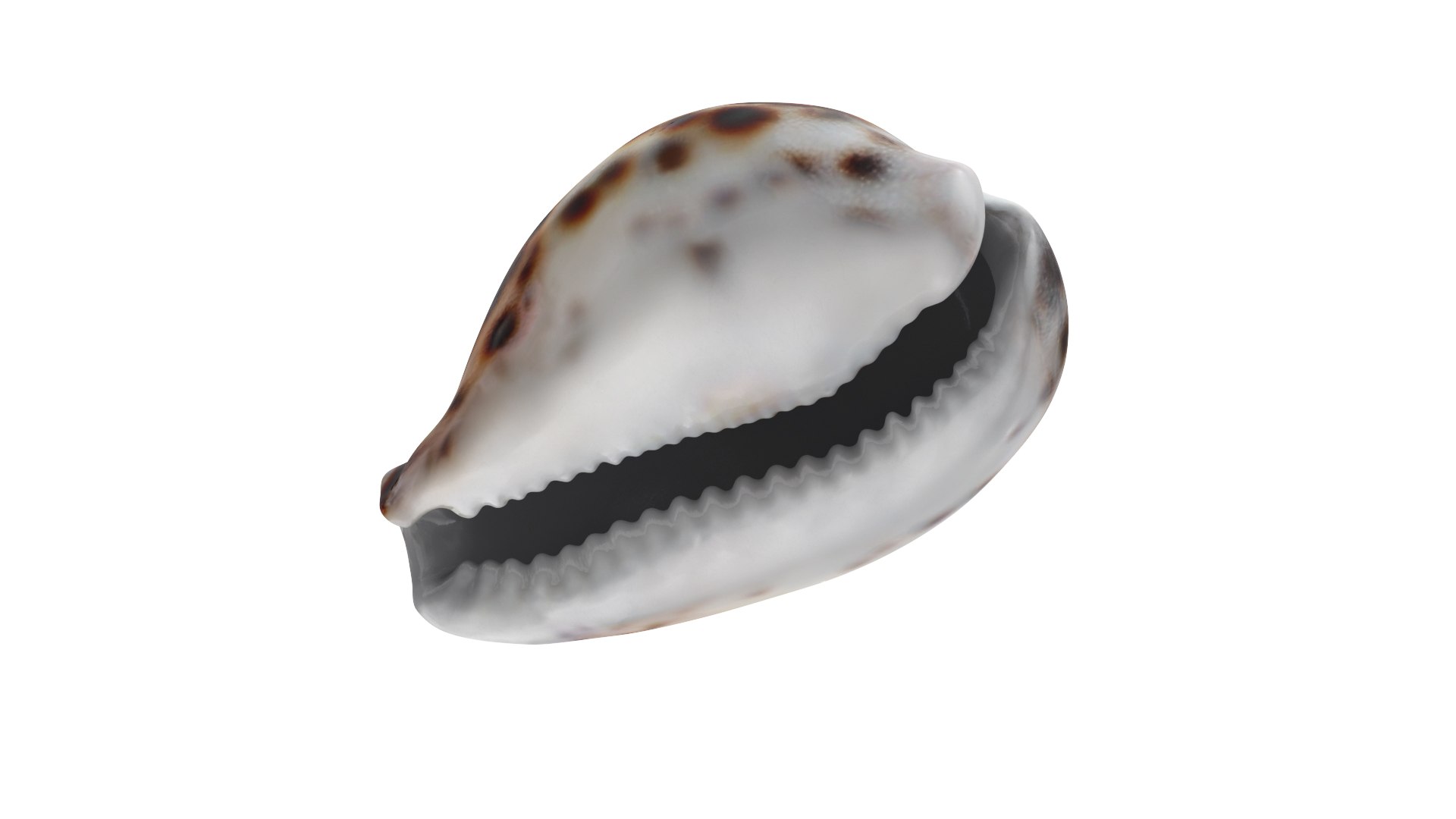 Tiger Cowrie Shell 3D - TurboSquid 1997956