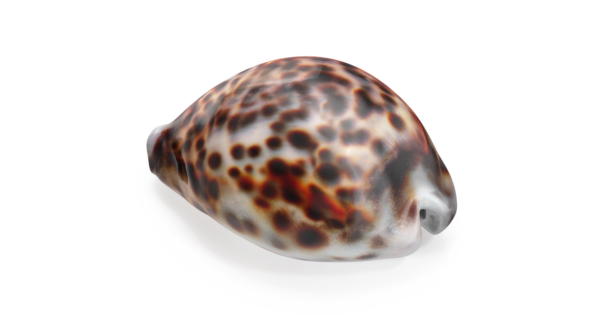 Tiger Cowrie Shell 3D - TurboSquid 1997956