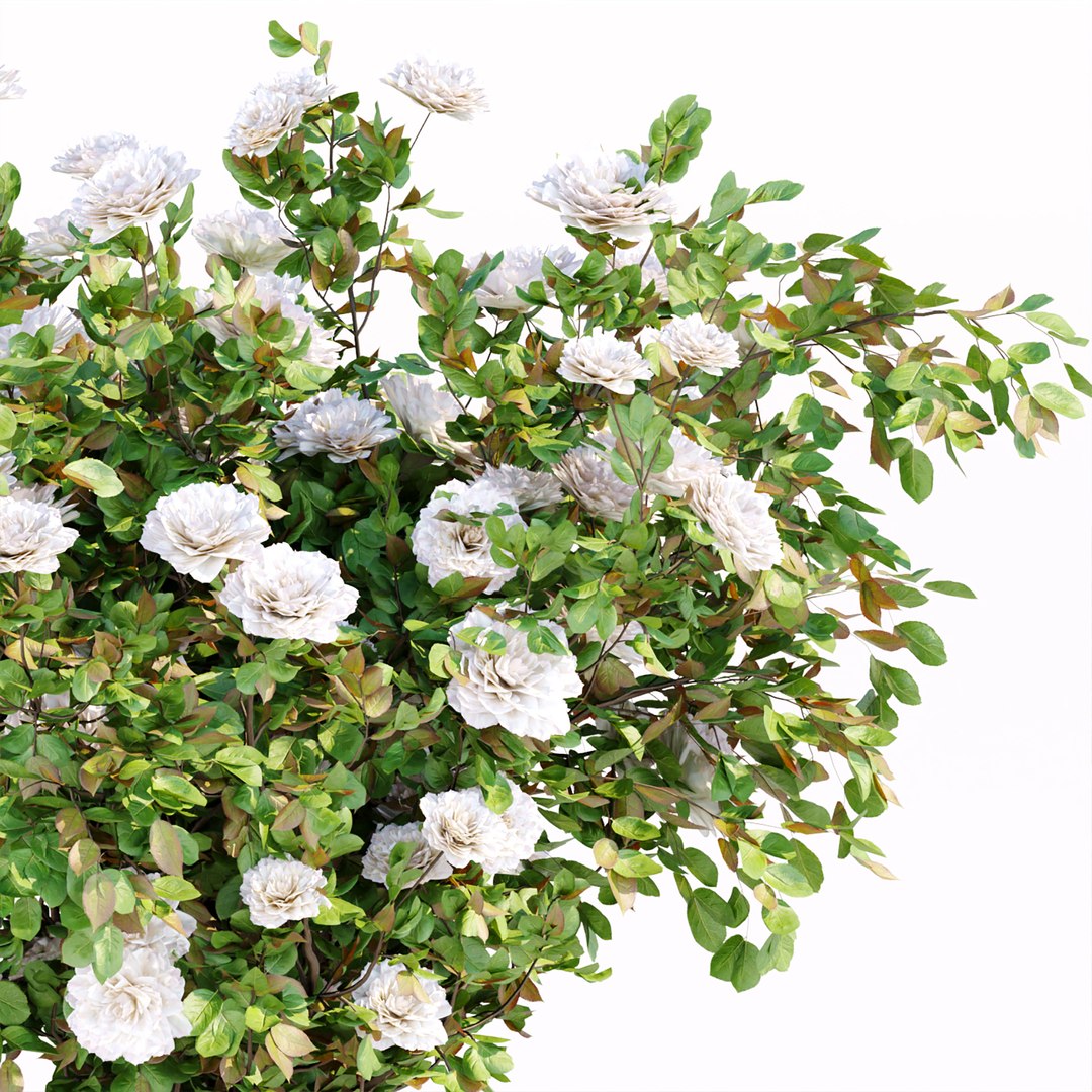 Rose Bushes Collection Vol 121 3D Model - TurboSquid 1978012