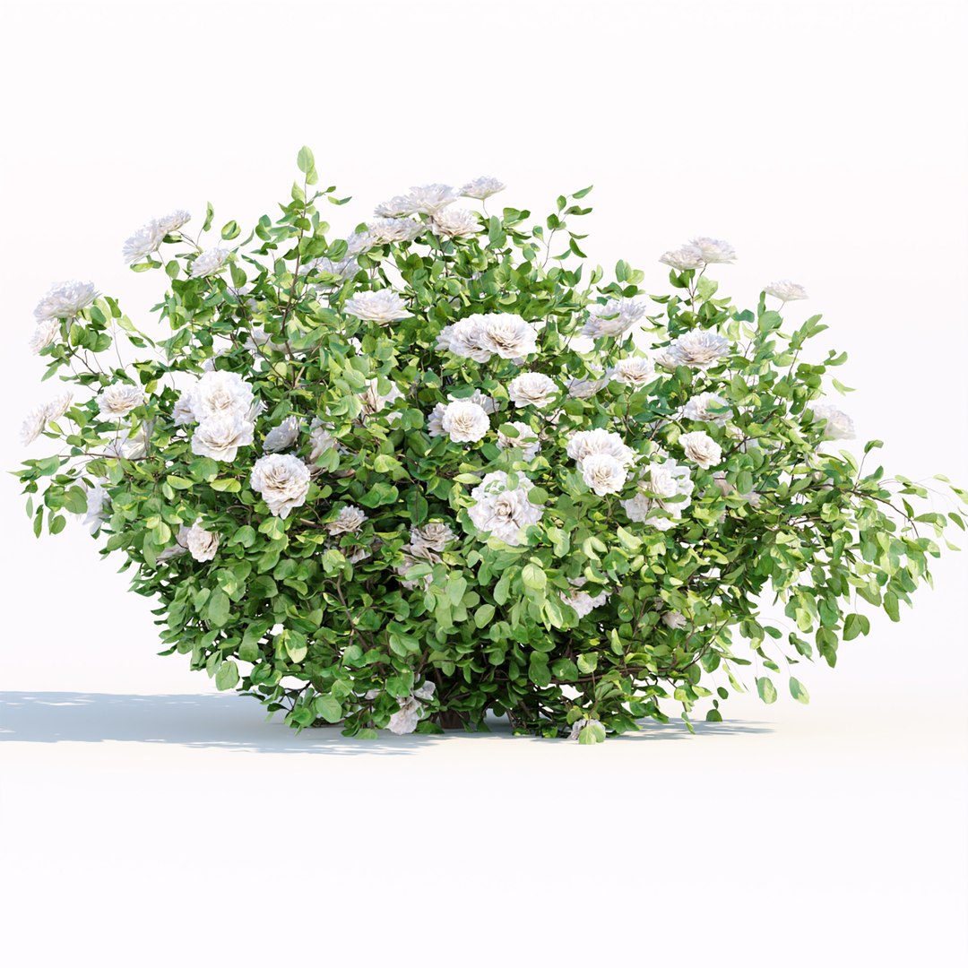 Rose Bushes Collection Vol 121 3D Model - TurboSquid 1978012