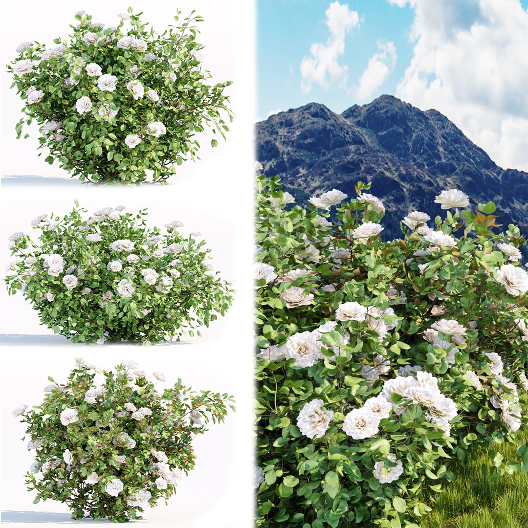 Rose Bushes Collection Vol 121 3D Model - TurboSquid 1978012