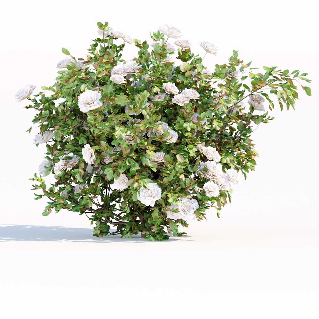 Rose Bushes Collection Vol 121 3D Model - TurboSquid 1978012