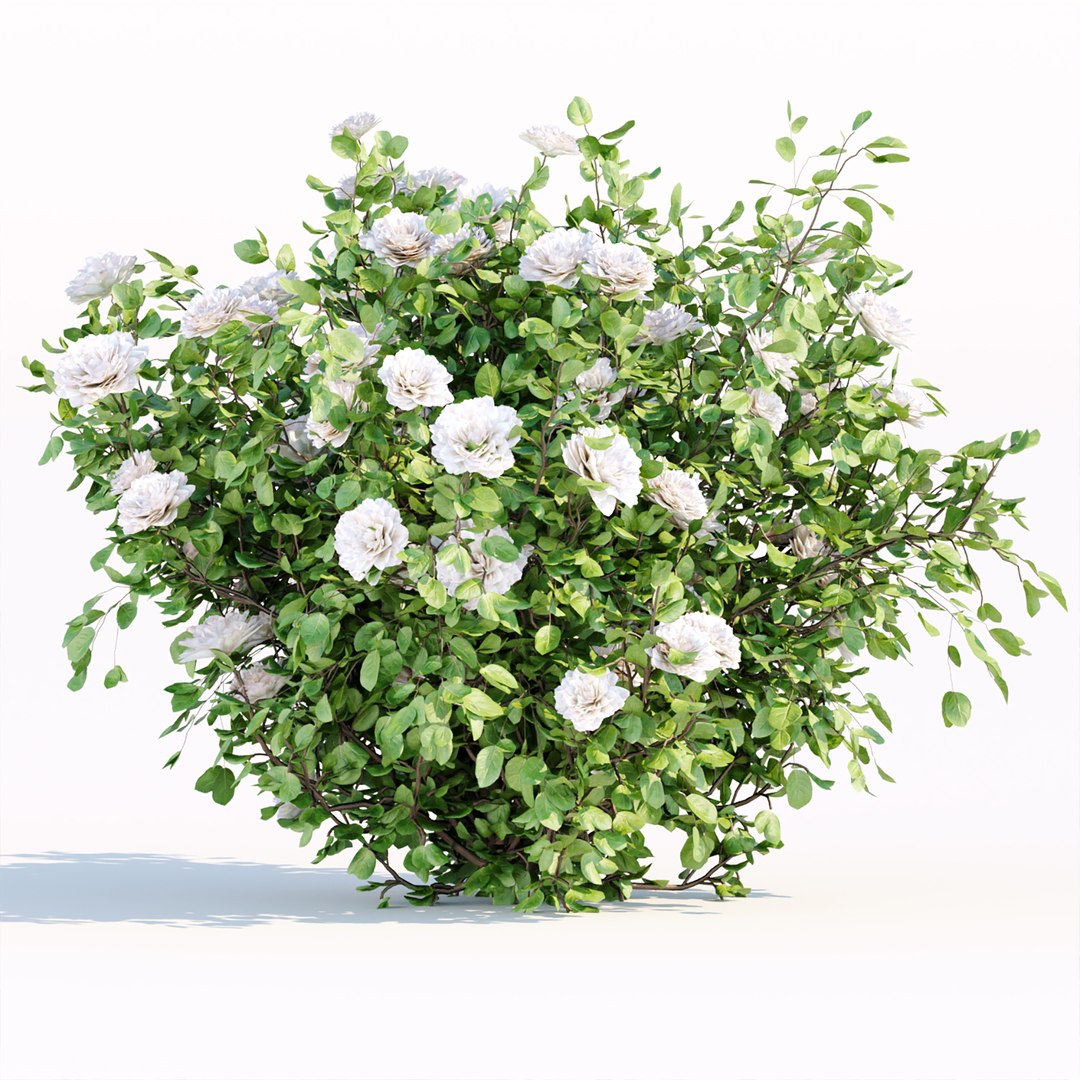 Rose Bushes Collection Vol 121 3D Model - TurboSquid 1978012