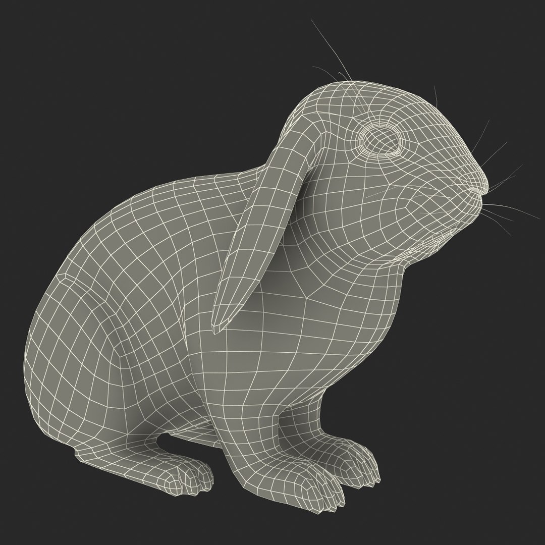 3d Model Rabbit Gray Fur