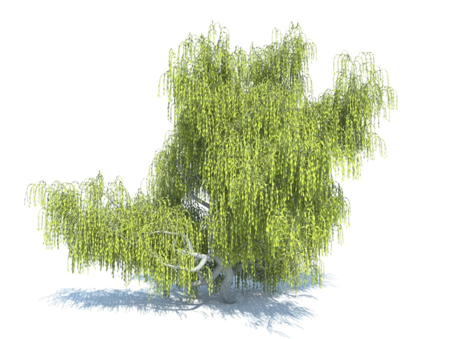 Realistic Willow Tree Max