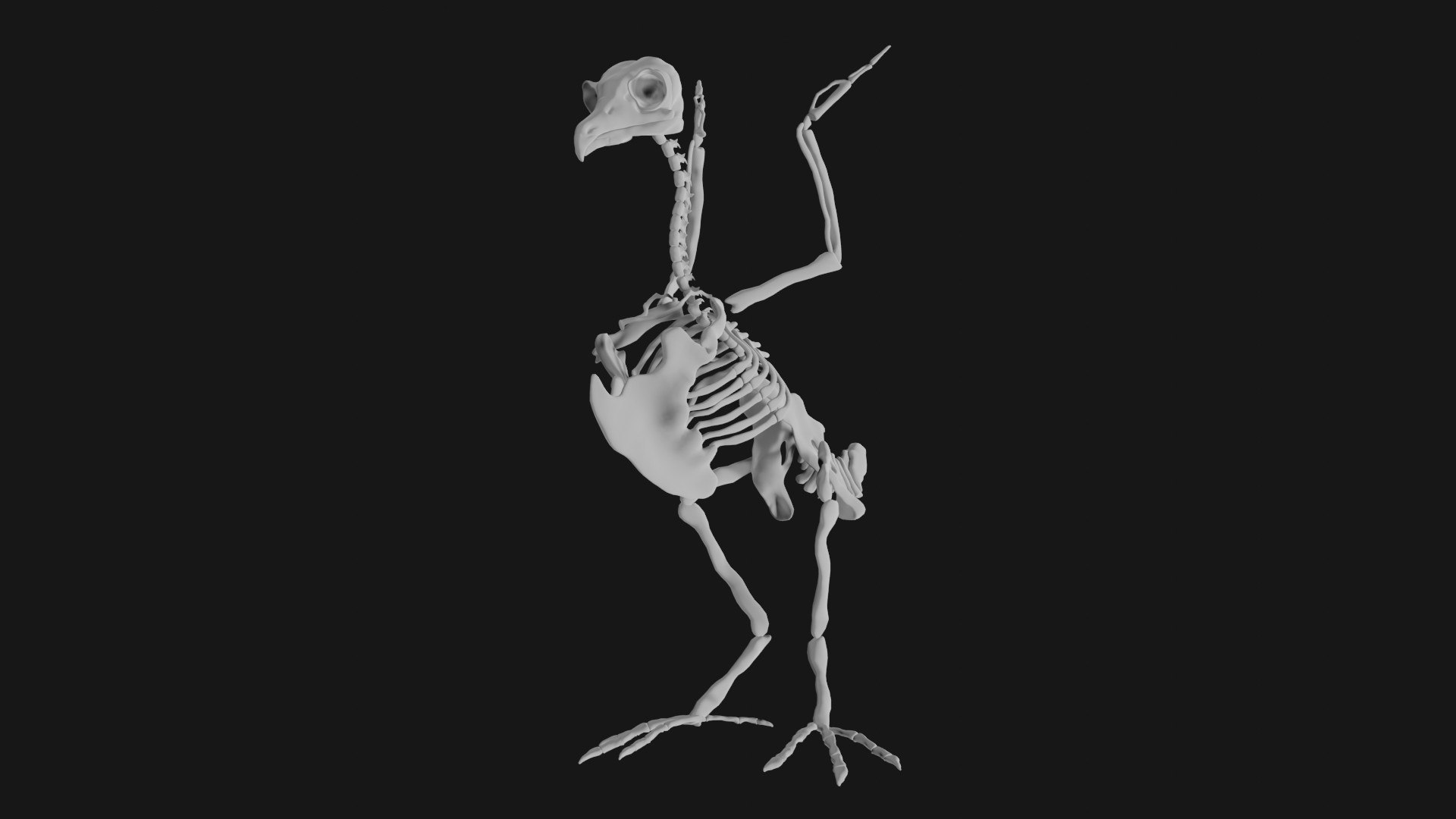 Owl Skeleton 3D Model - TurboSquid 1967040