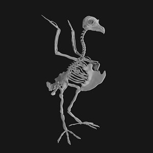 Animal Skeleton STL Models for Download | TurboSquid