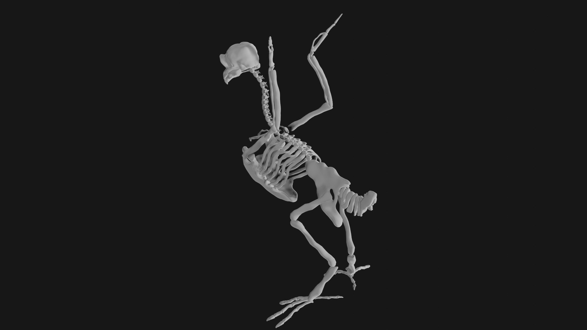 Owl Skeleton 3D Model - TurboSquid 1967040