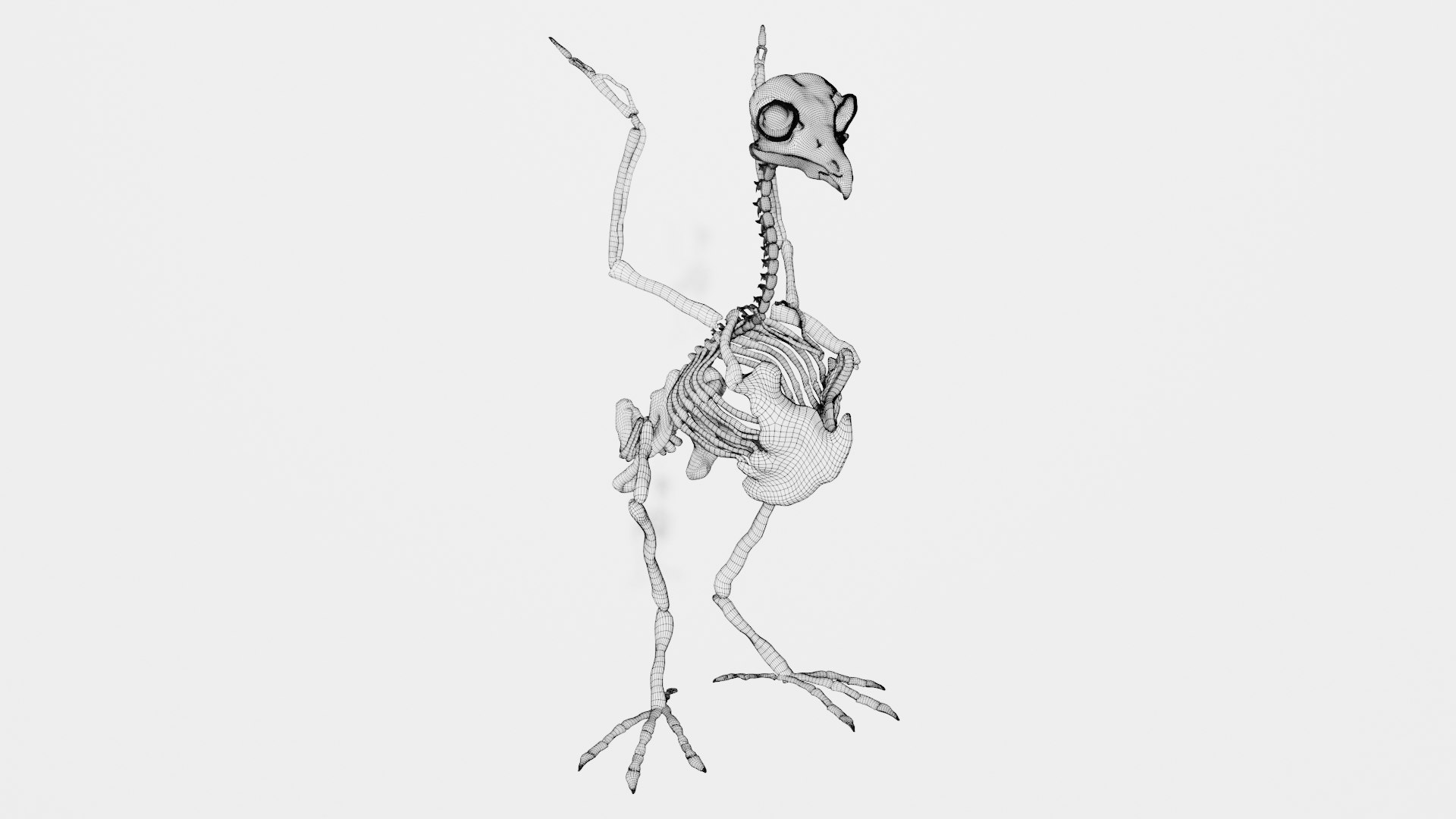Owl Skeleton 3D Model - TurboSquid 1967040