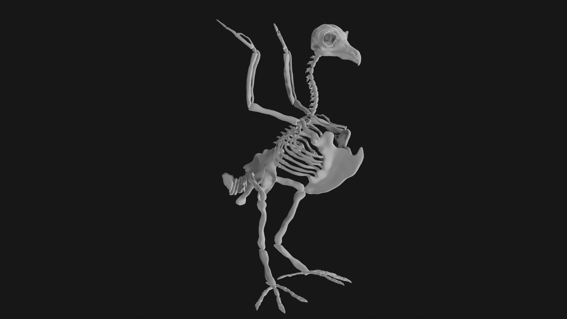 Owl Skeleton 3D Model - TurboSquid 1967040