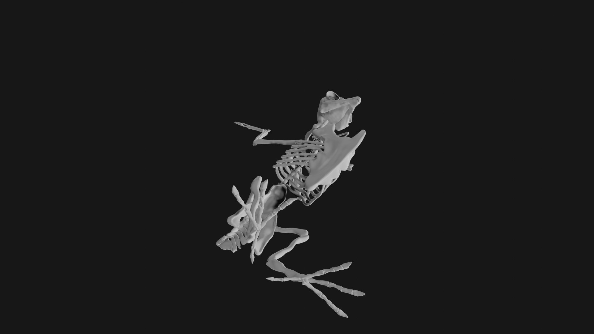 Owl Skeleton 3D Model - TurboSquid 1967040