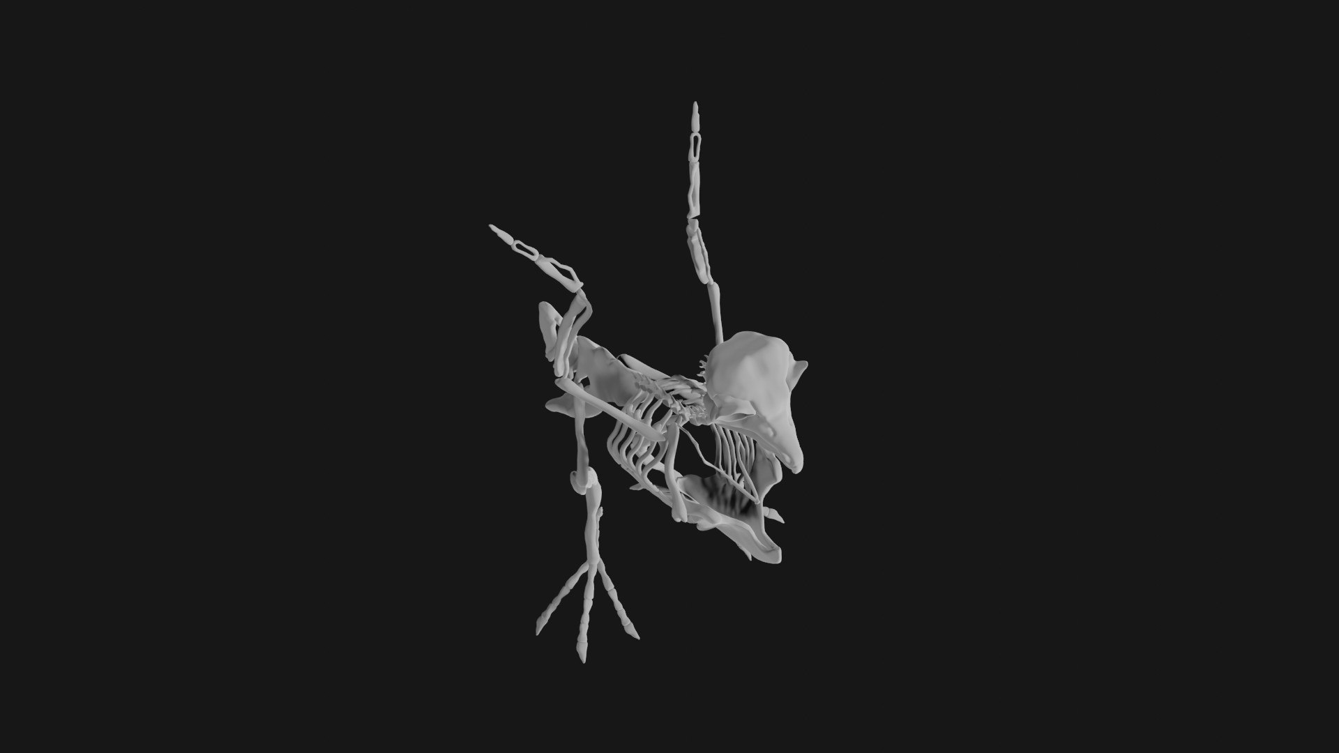 Owl Skeleton 3D Model - TurboSquid 1967040