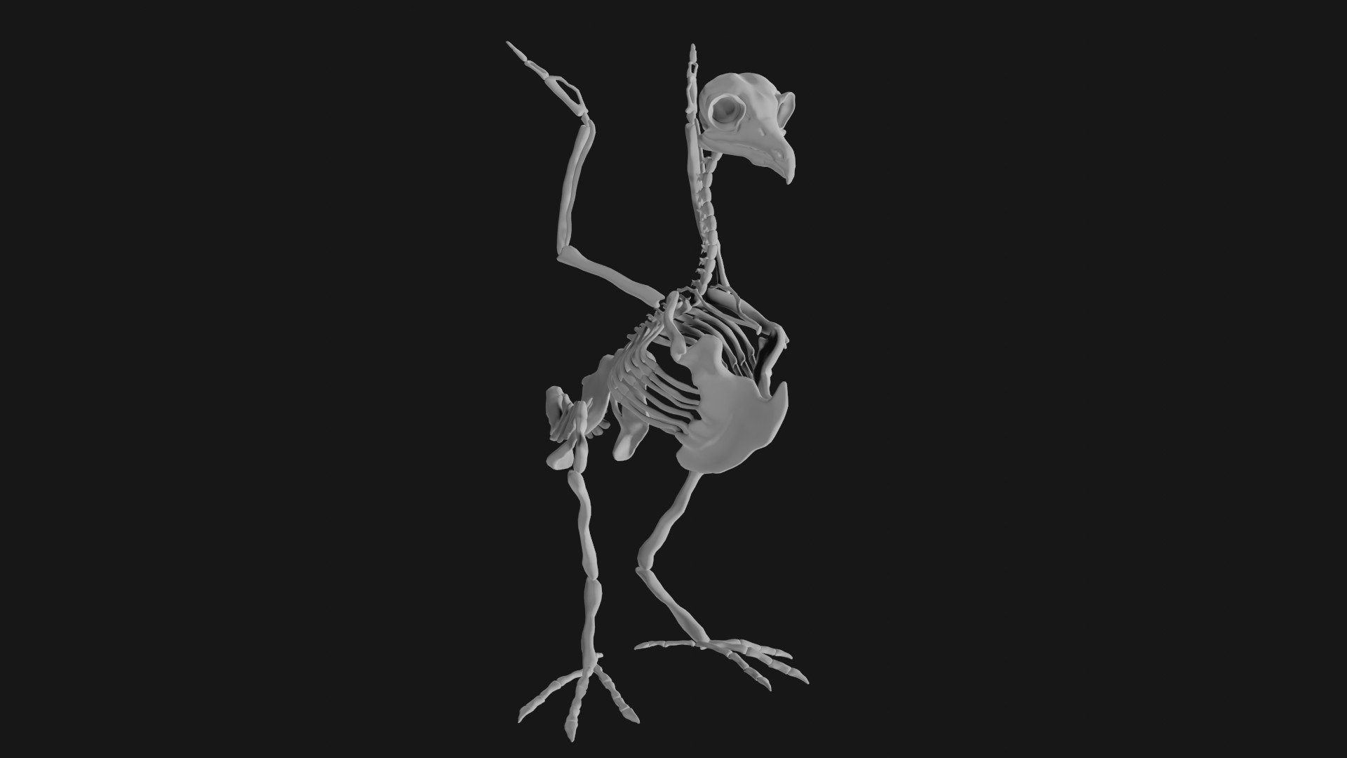 Owl Skeleton 3D Model - TurboSquid 1967040