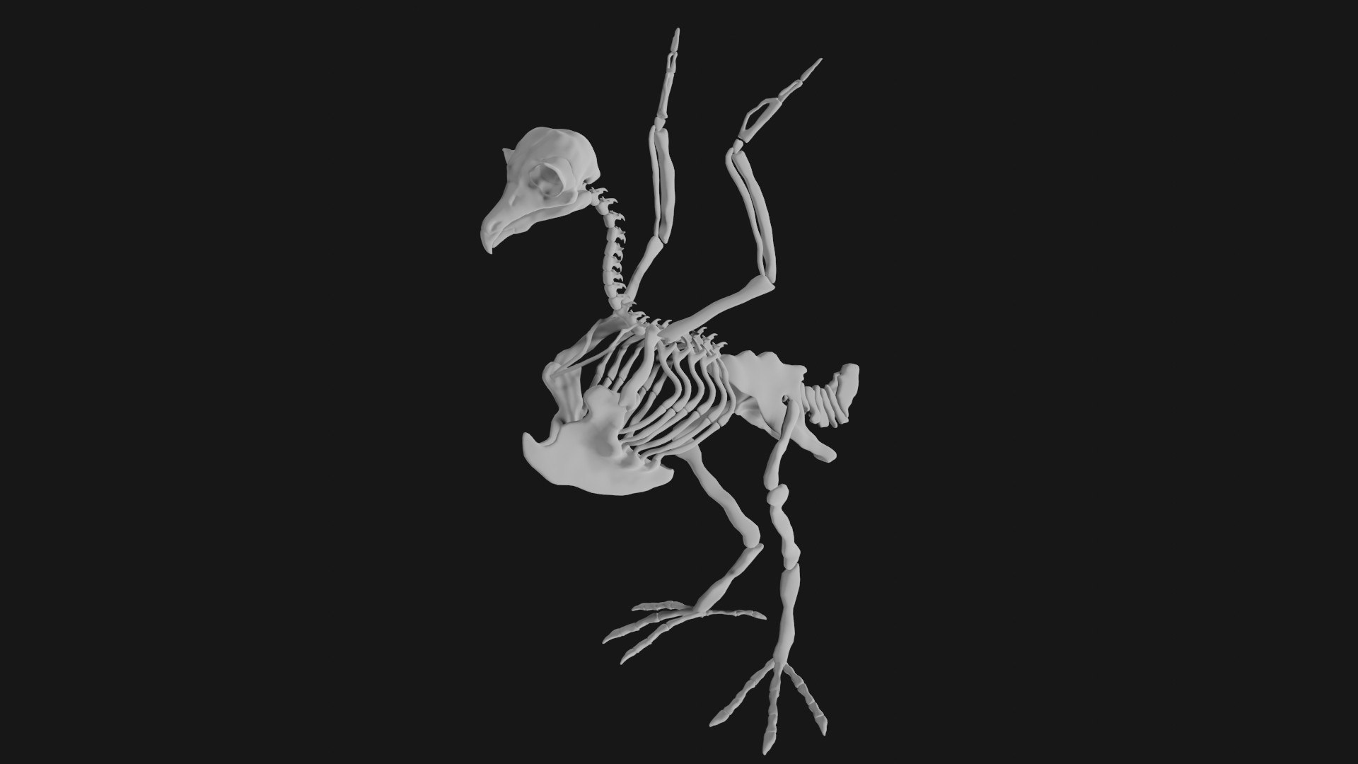 Owl Skeleton 3D Model - TurboSquid 1967040